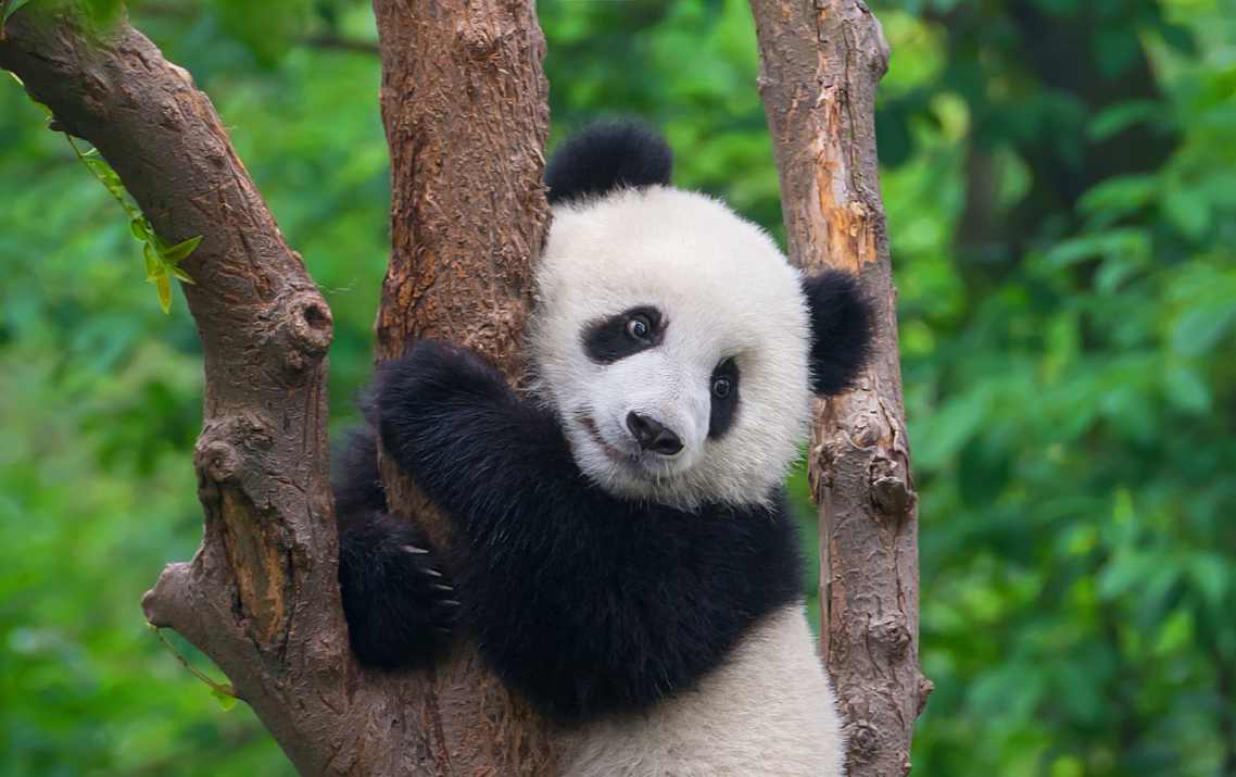 ¿Qué es lo más importante de China?